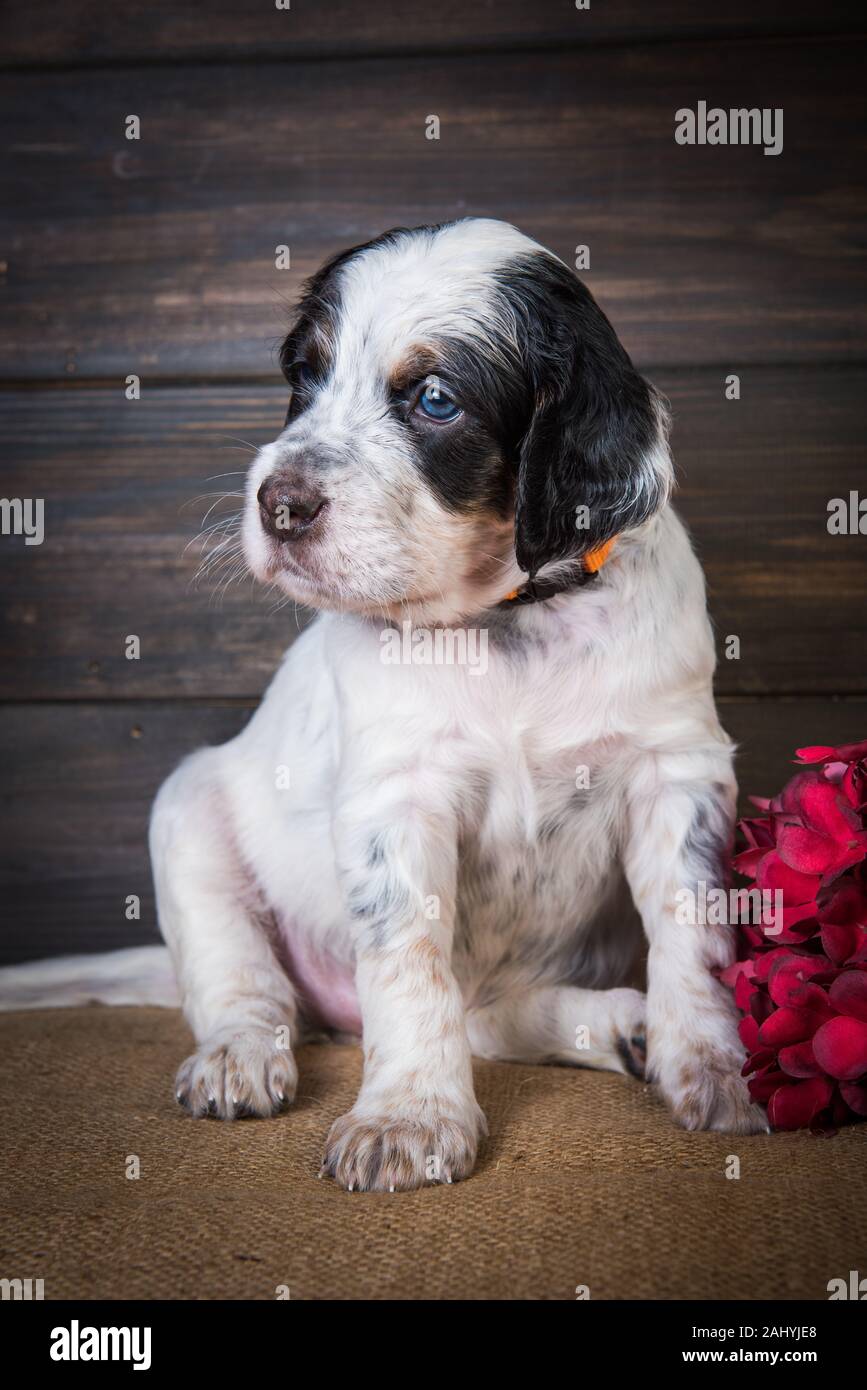 Cute English Setter puppy dog studio portrait Stock Photo - Alamy