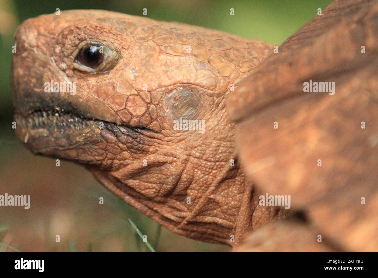 Waiting 45 minutes and lying flat on the stomach, the tortoise ...