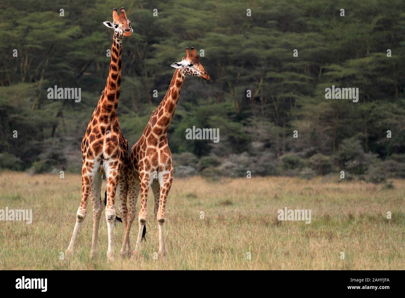 Male white head hi-res stock photography and images - Alamy