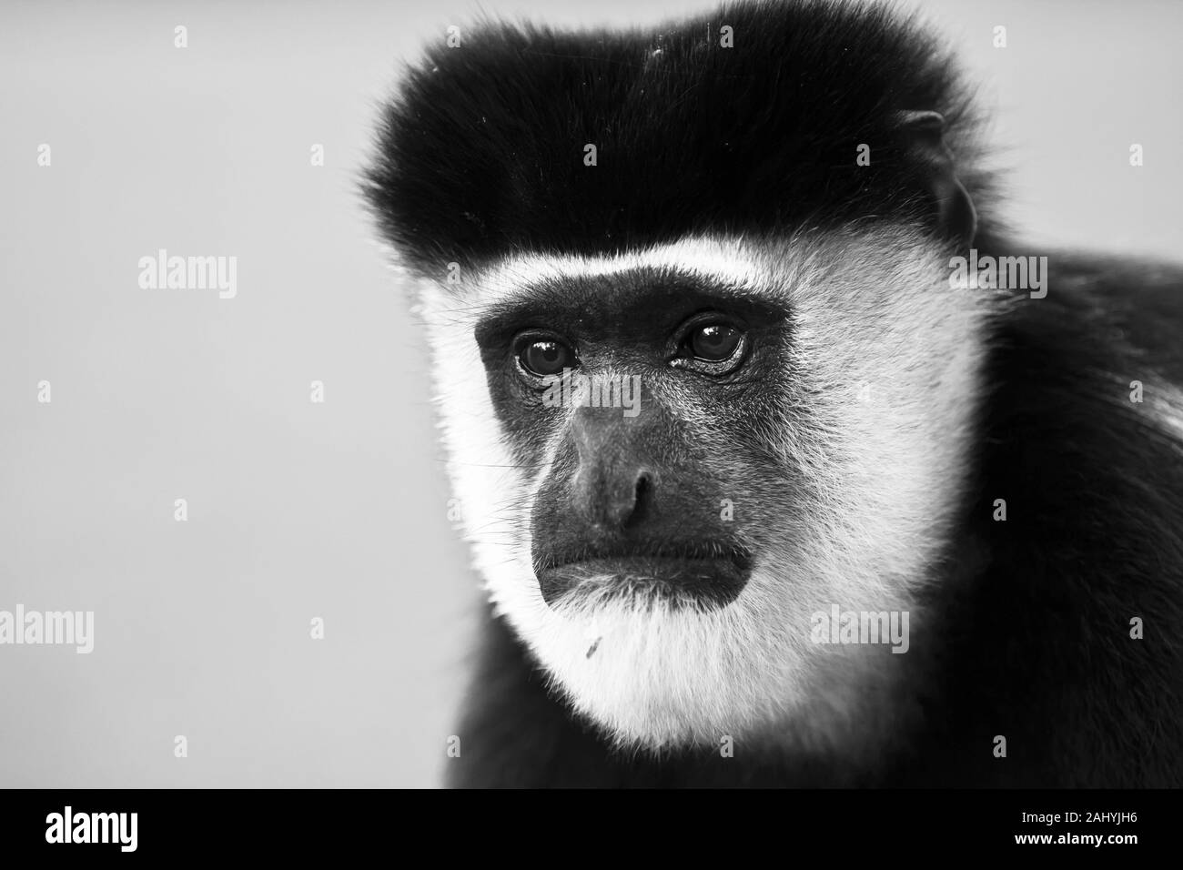 Monkey black and white hi-res stock photography and images - Alamy