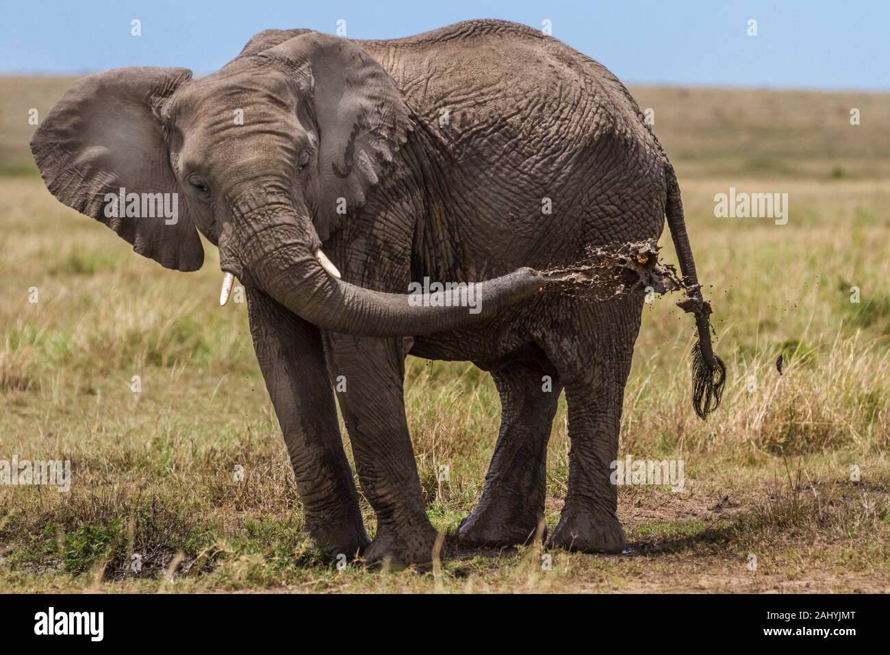 Elephant blowing dust hi-res stock photography and images - Alamy