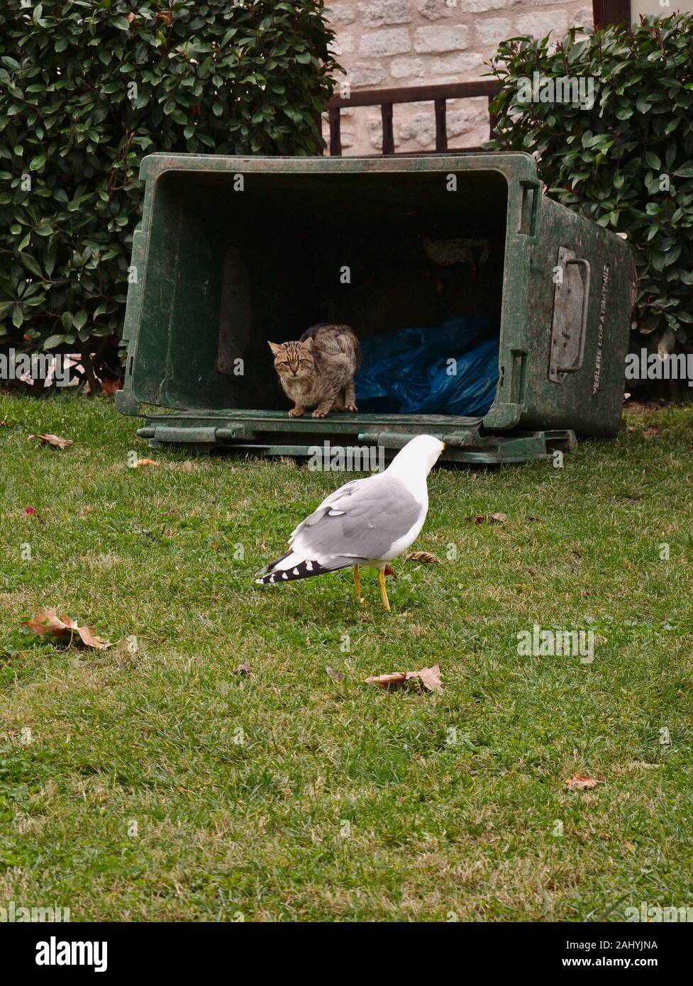 A cat and seagull are looking at each others Stock Photo - Alamy