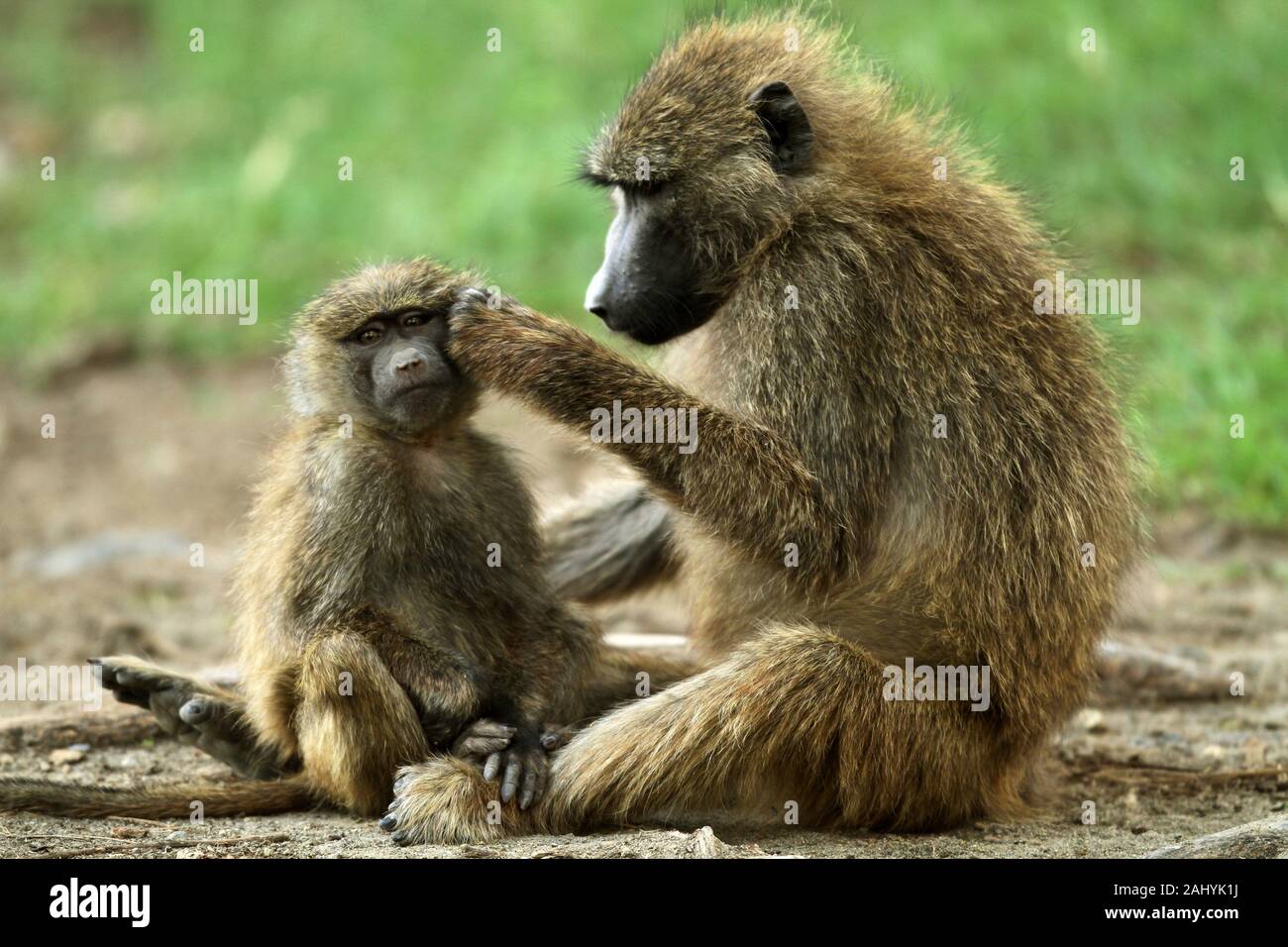 Two young olive baboons hi-res stock photography and images - Alamy