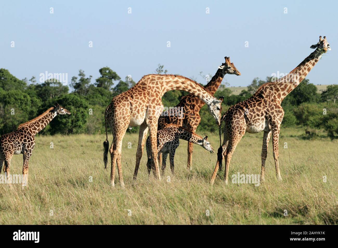 Tallest Animal In The World High Resolution Stock Photography and ...