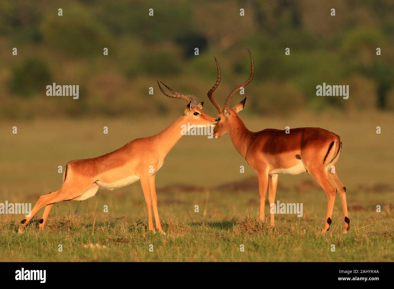 Two male impalas fighting hi-res stock photography and images - Alamy