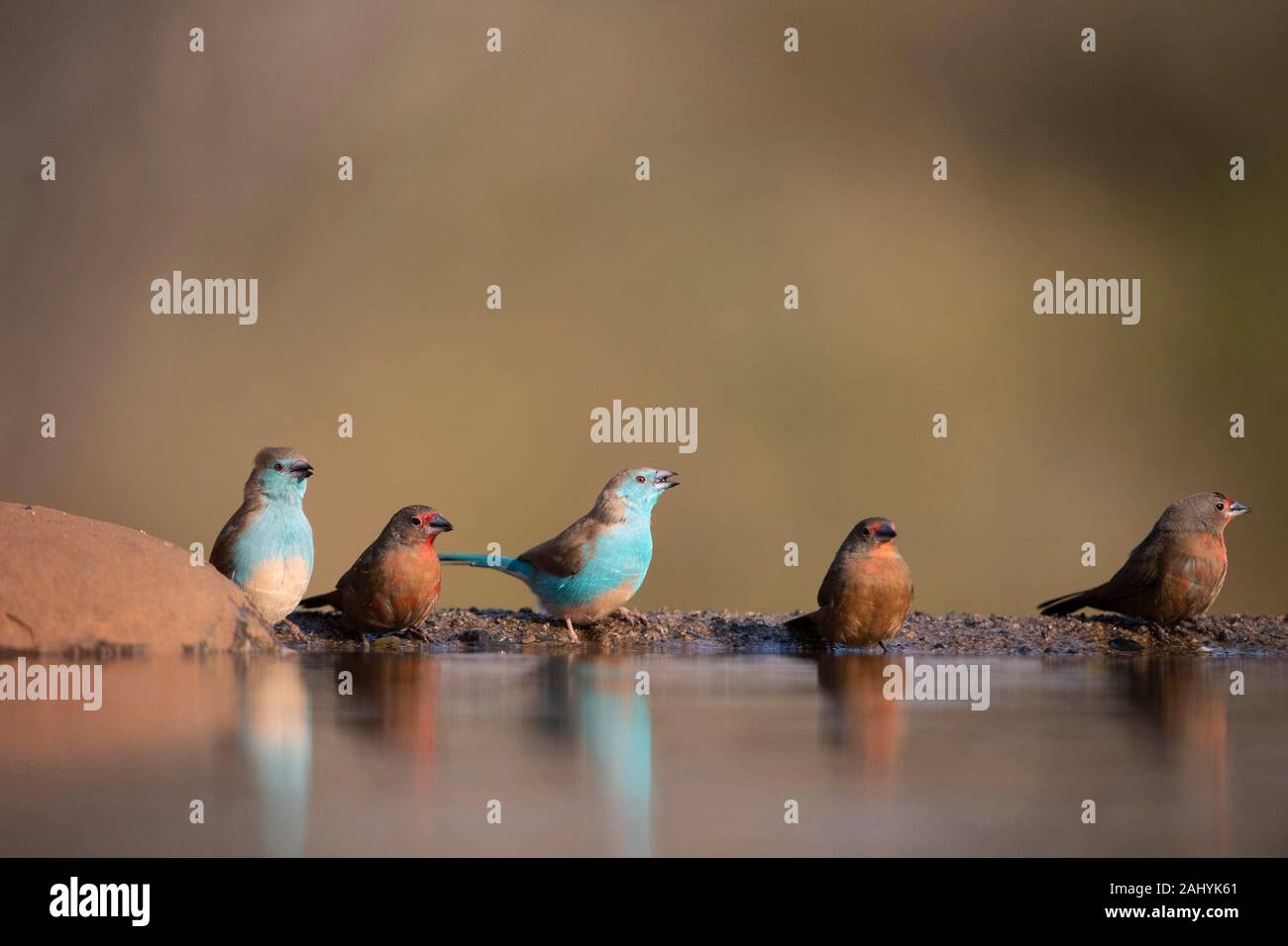 African Firefinch High Resolution Stock Photography and Images - Alamy