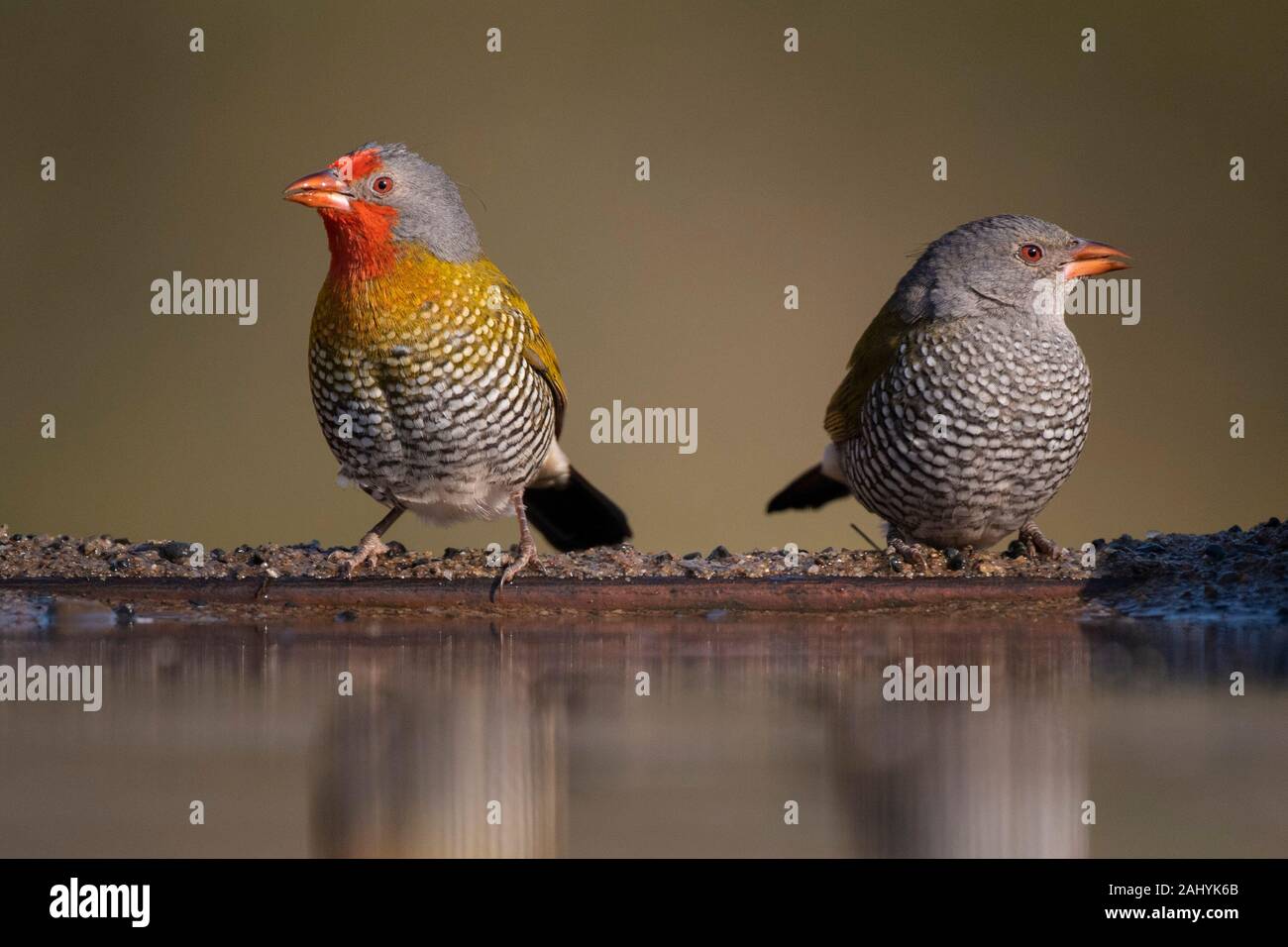 green-winged pytilia, Pytilia melba, Zimanga Game Reserve, South Africa ...