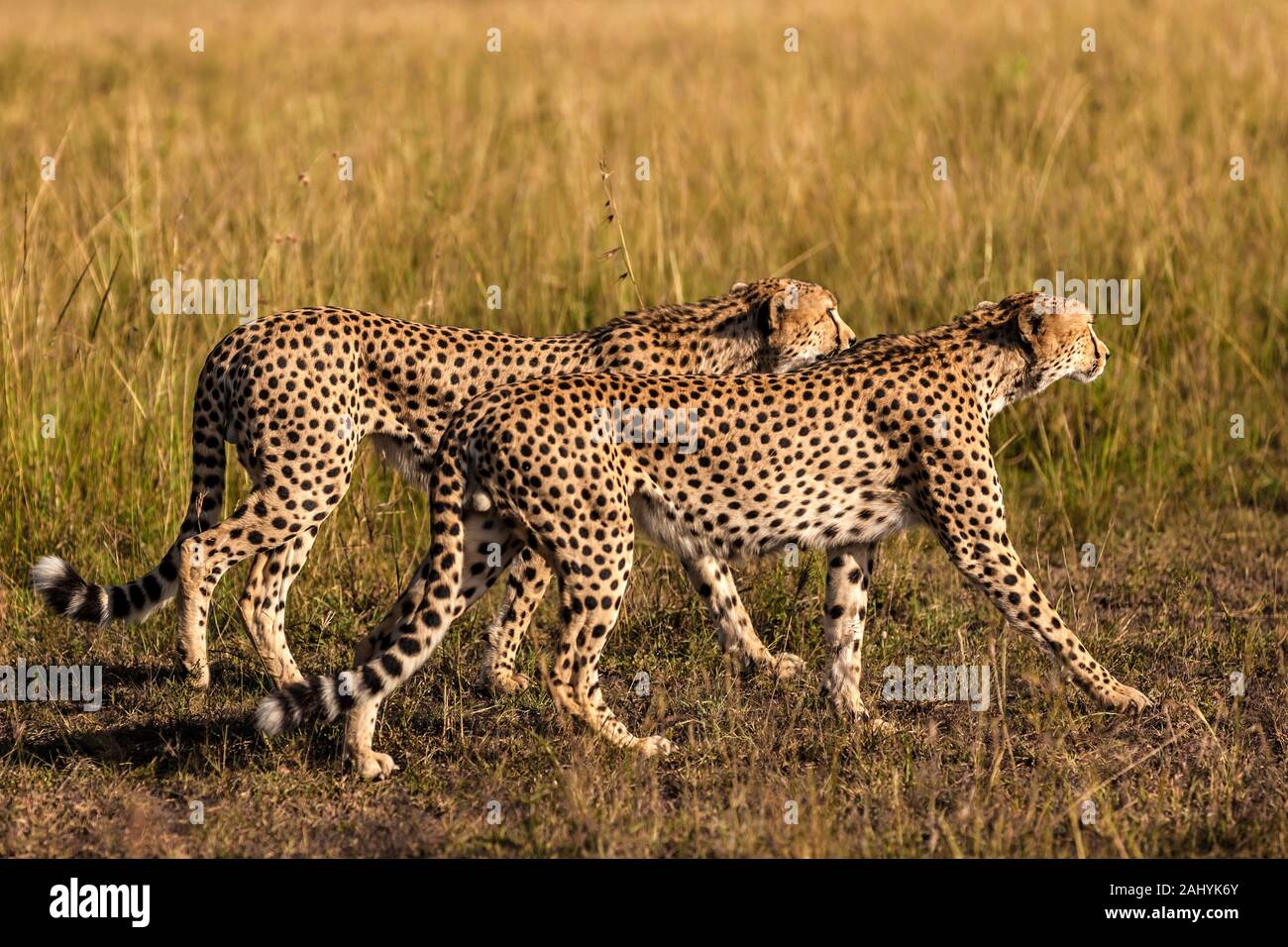 Undomesticated Animals Wildlife Zoology High Resolution Stock Photography and Images - Alamy