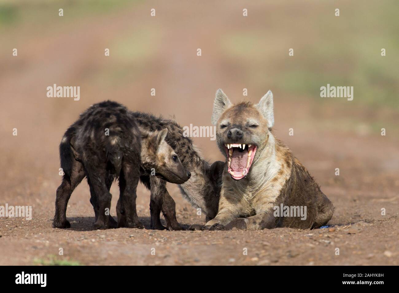 Hyena yawning hi-res stock photography and images - Alamy
