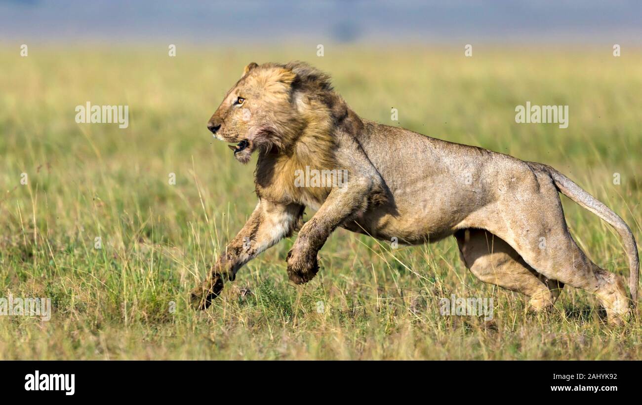 Lion Running Side View