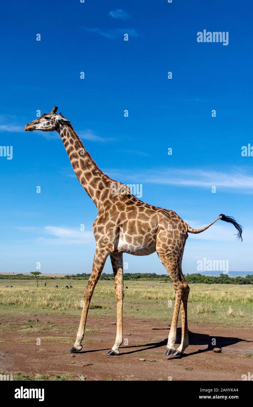 Early giraffe hi-res stock photography and images - Alamy