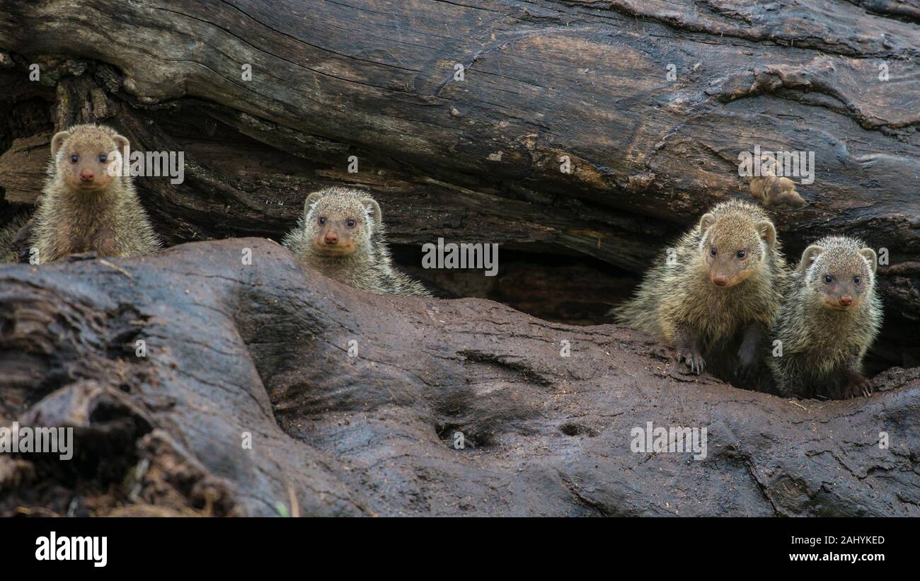 Banded Mongooses in a fallen tree trunk Stock Photo - Alamy