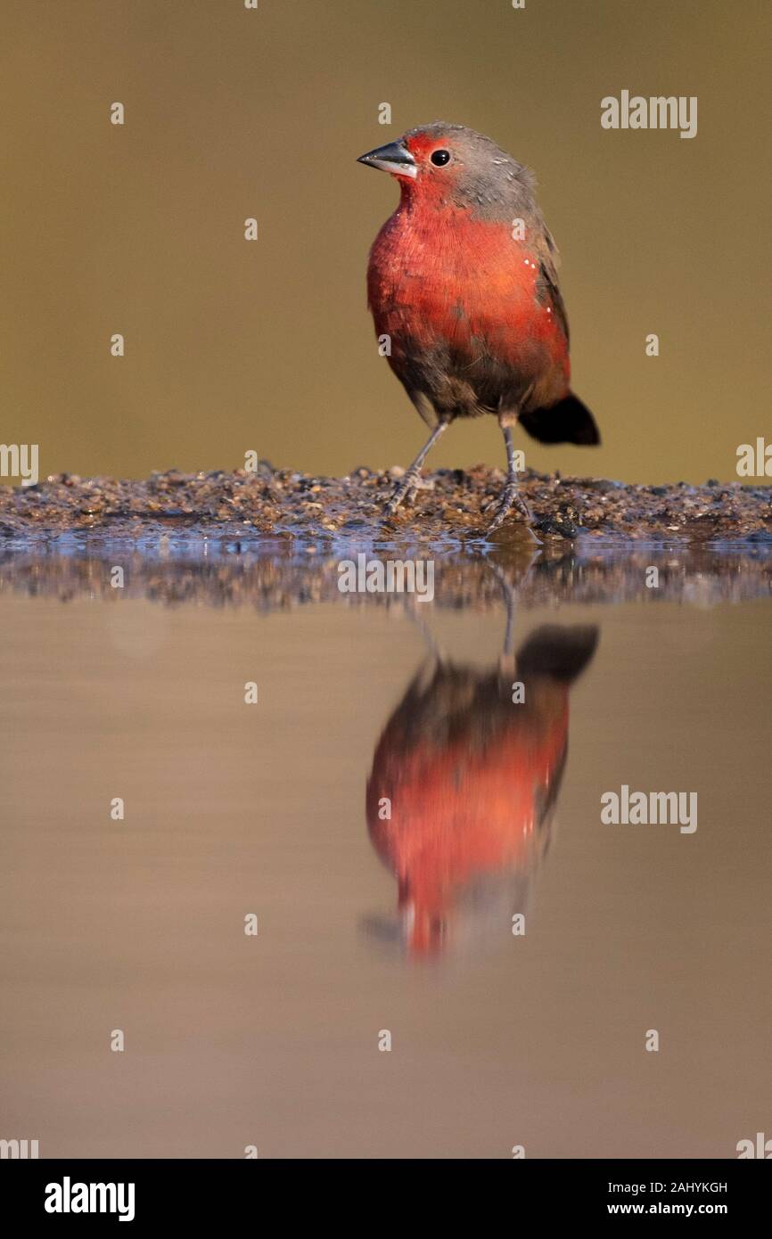 African firefinch, Lagonosticta rubricata, Zimanga Game Reserve, South ...