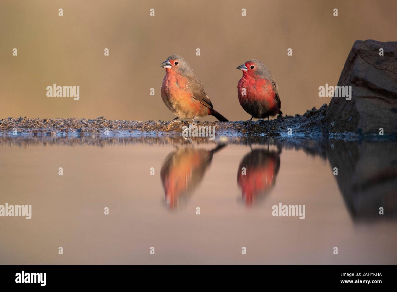 African firefinch (male and female), Lagonosticta rubricata, Zimanga ...