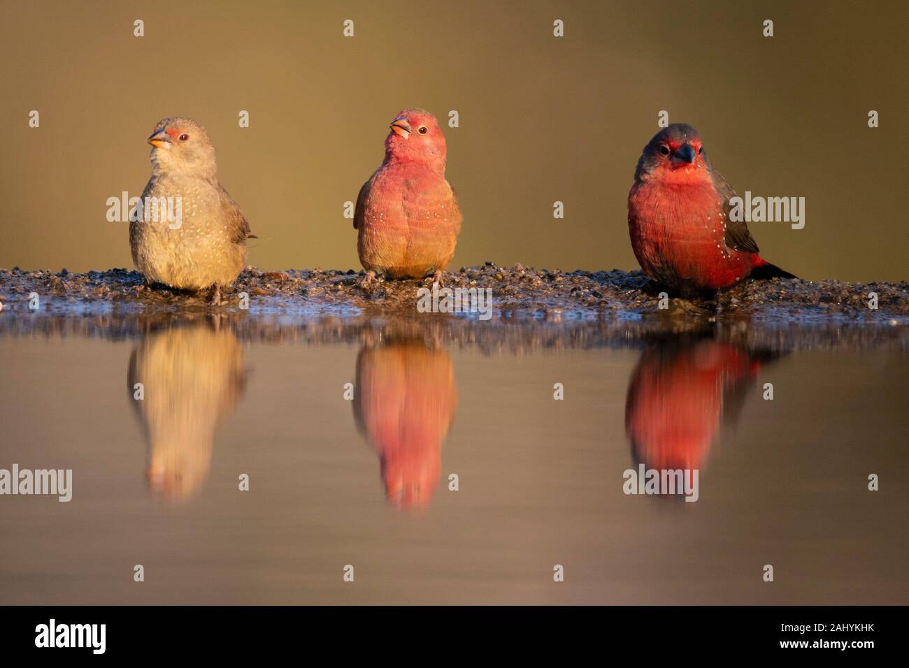 African firefinch, Lagonosticta rubricata, and Red-billed firefinch ...