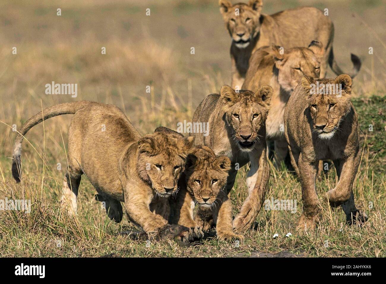 Lions playing with a mongoose Stock Photo - Alamy