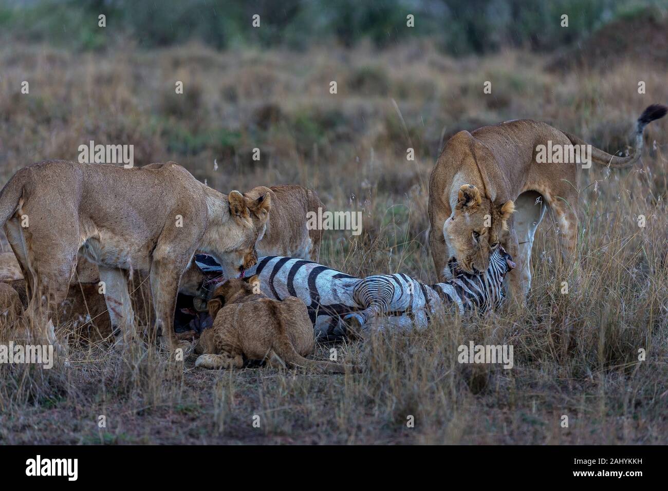 Lion killing zebra hi-res stock photography and images - Alamy