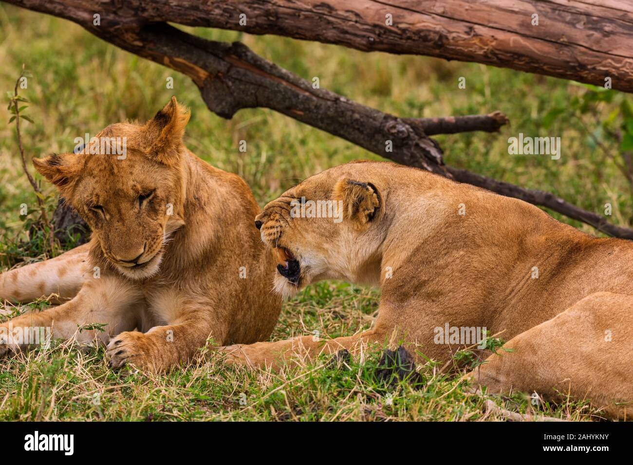Lioness snarling at cub hi-res stock photography and images - Alamy