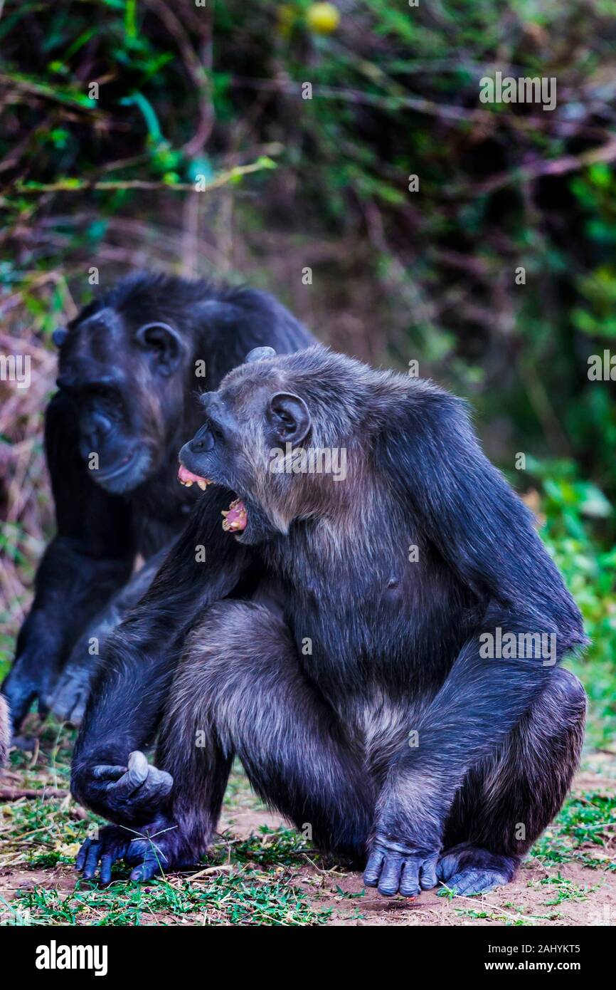 Alpha male chimpanzee hi-res stock photography and images - Alamy