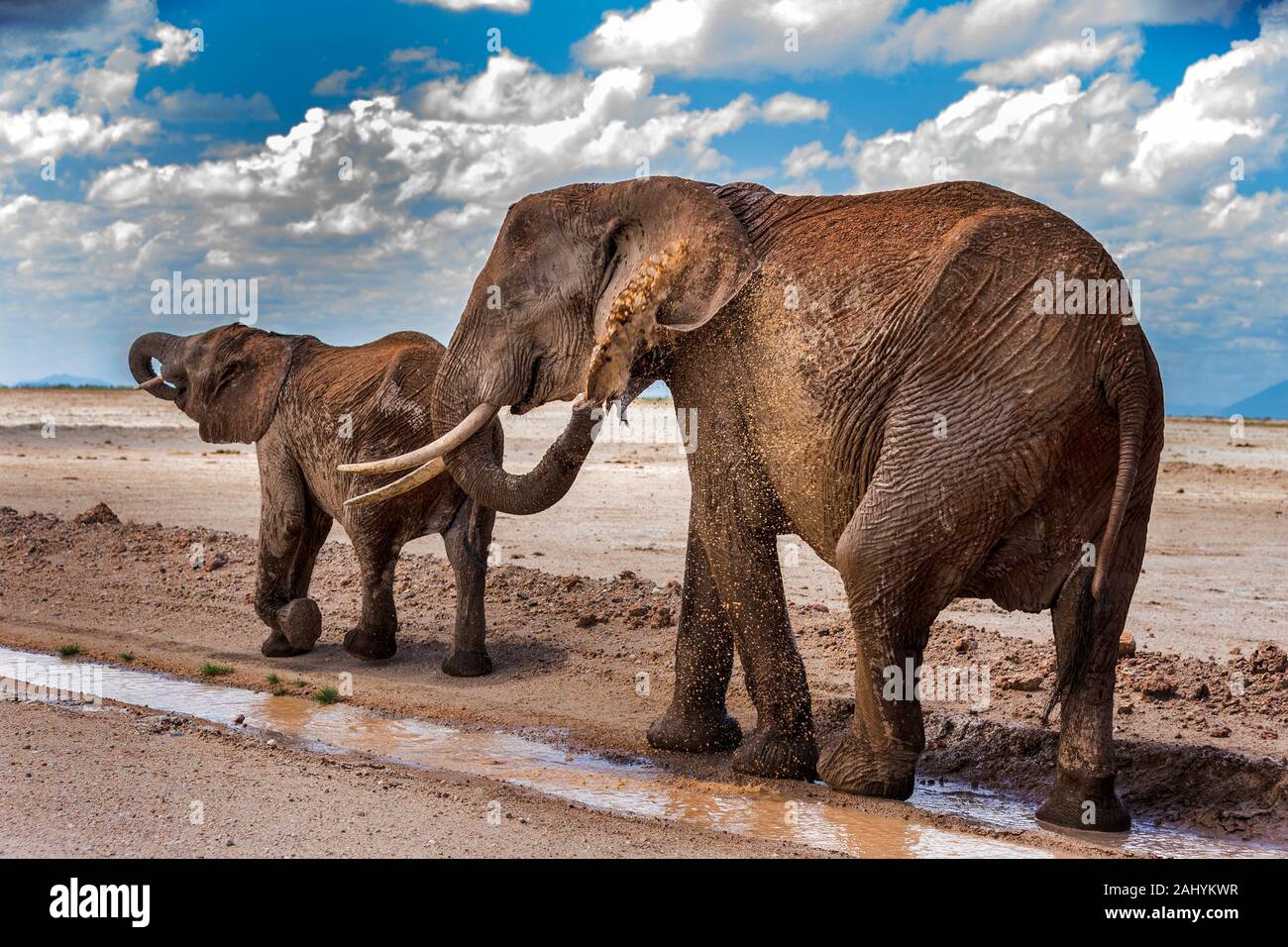 Elephant in rain hi-res stock photography and images - Alamy
