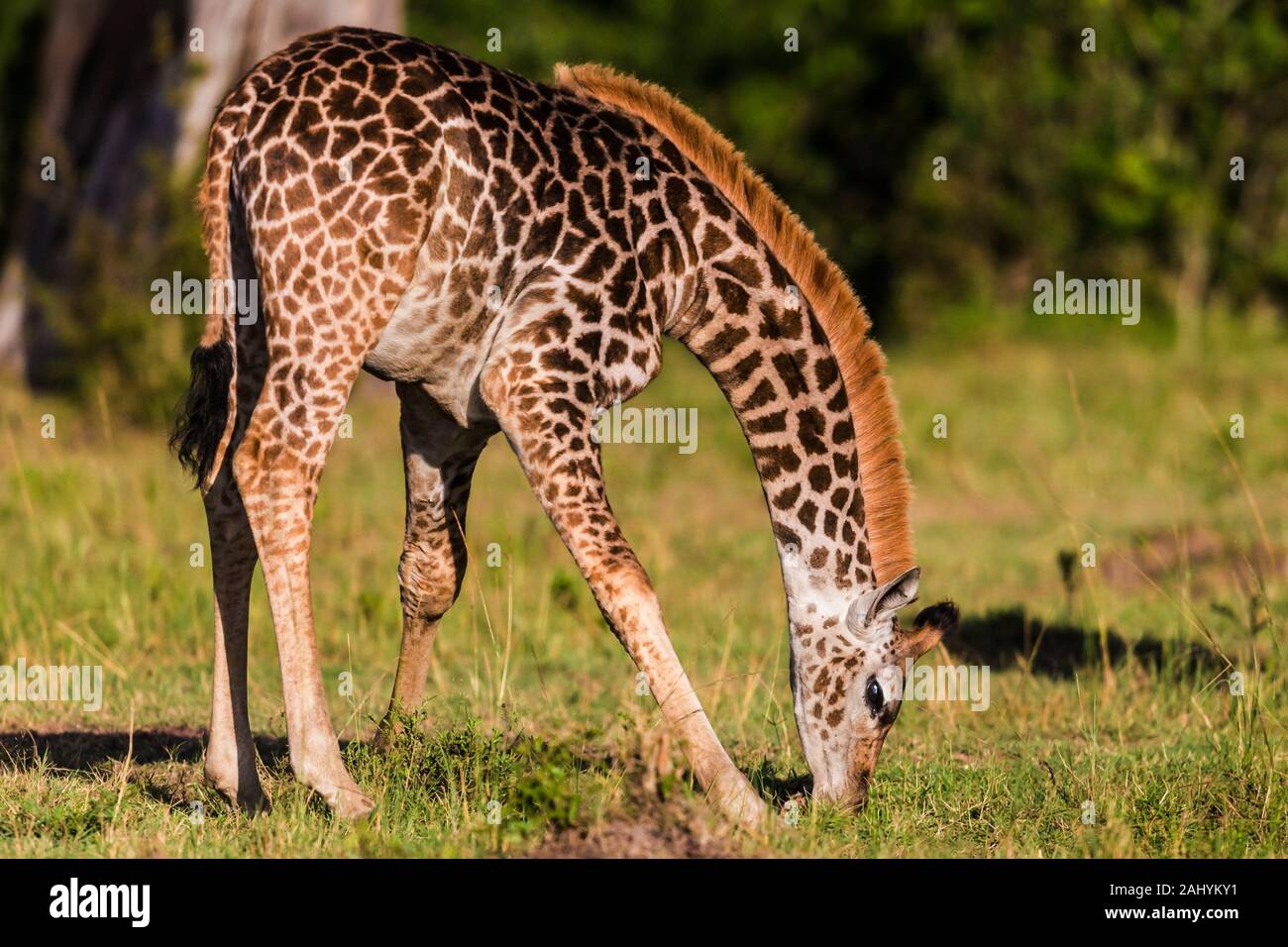 Giraffe bending to eat hi-res stock photography and images - Alamy