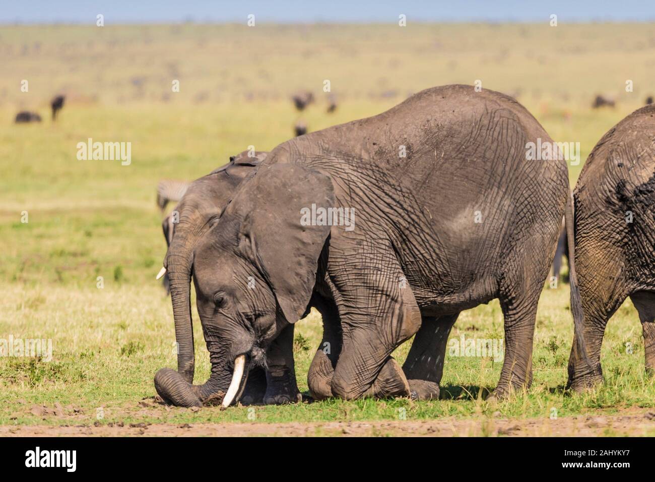 African elephant digging kenya hi-res stock photography and images - Alamy
