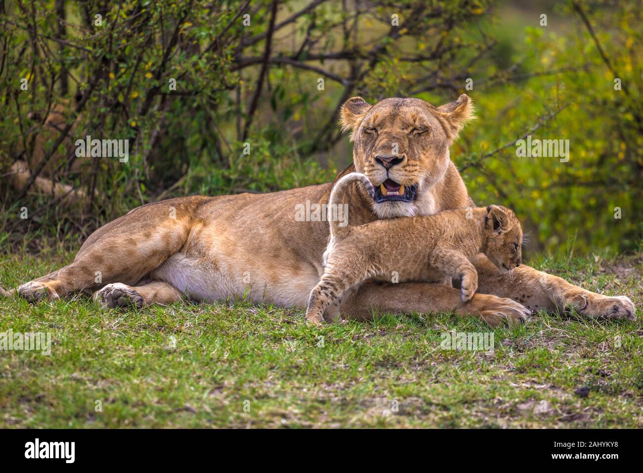 Lion cub lioness playing on hi-res stock photography and images - Alamy