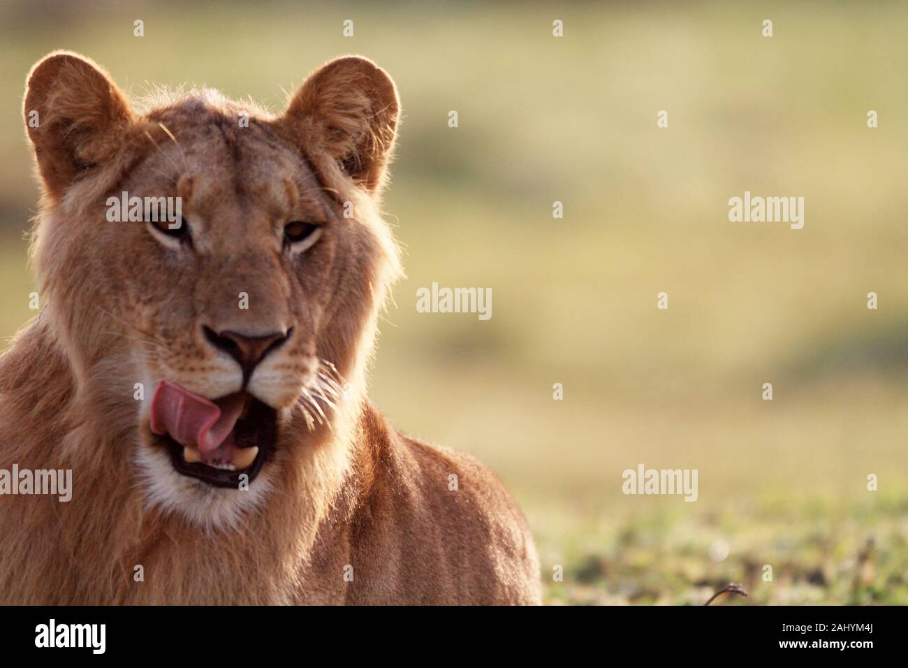 Father son lion male lion hi-res stock photography and images - Alamy