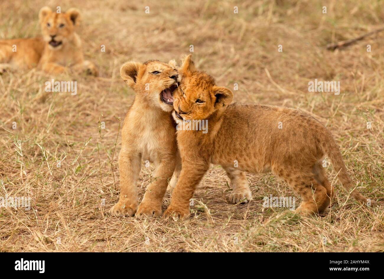 Three lion cubs playing on hi-res stock photography and images - Alamy