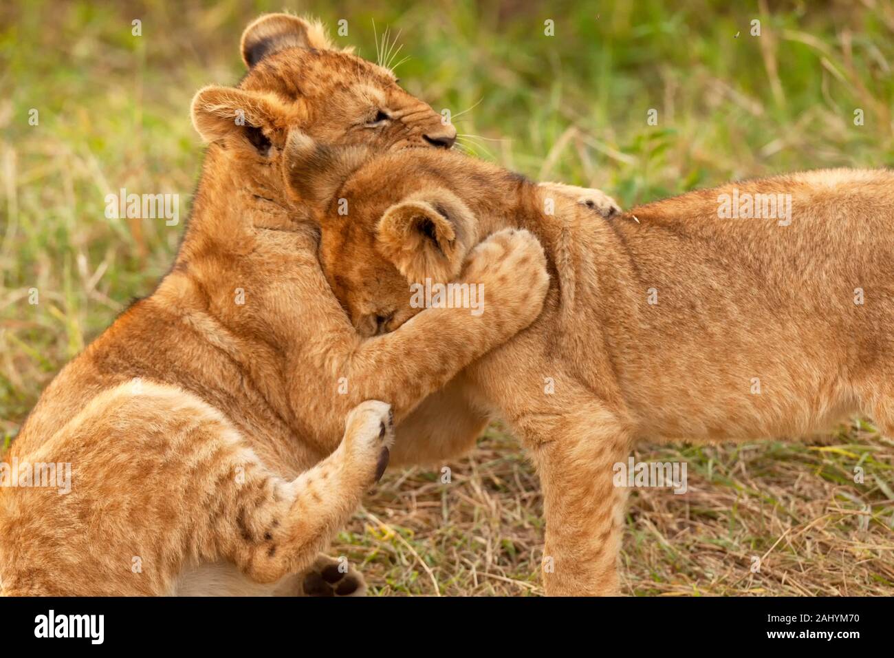 Two lion cubs fighting panthera leo safari hi-res stock photography and ...