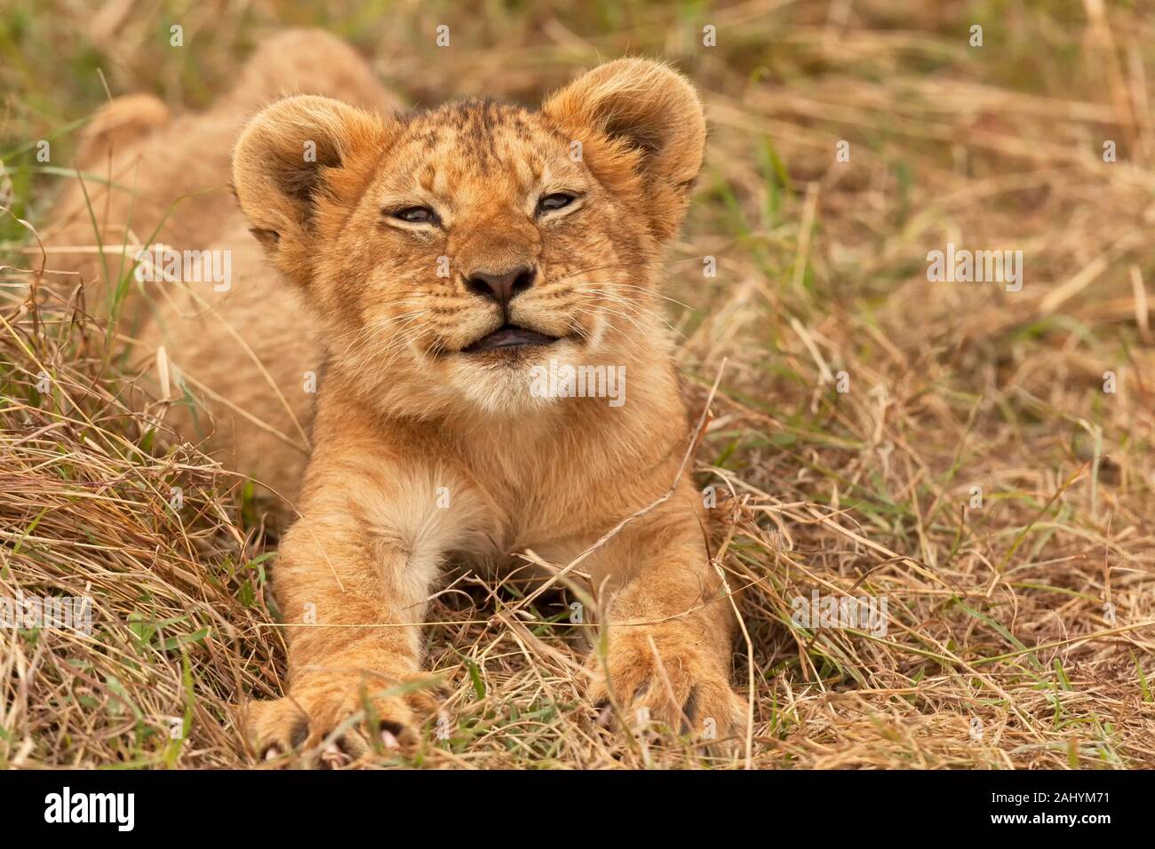 Lion Cubs Playing