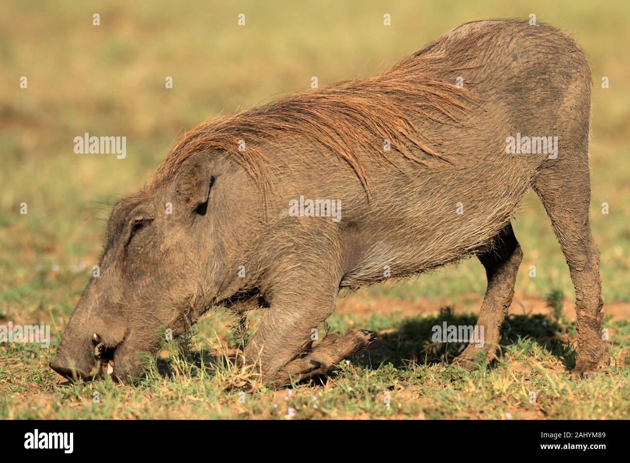 Common warthog at maasai mara national reserve hi-res stock photography ...