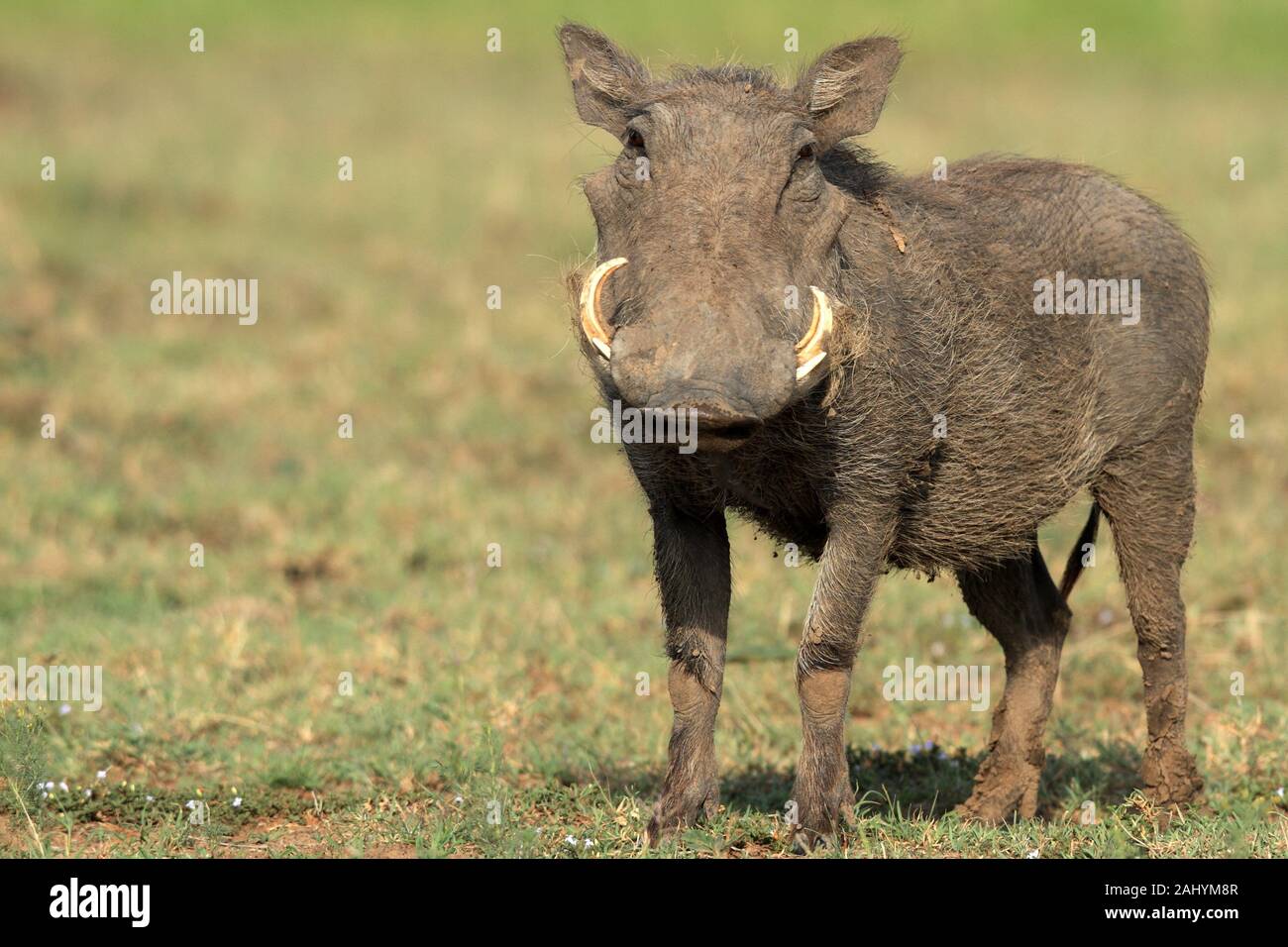 Lower ones head hi-res stock photography and images - Alamy