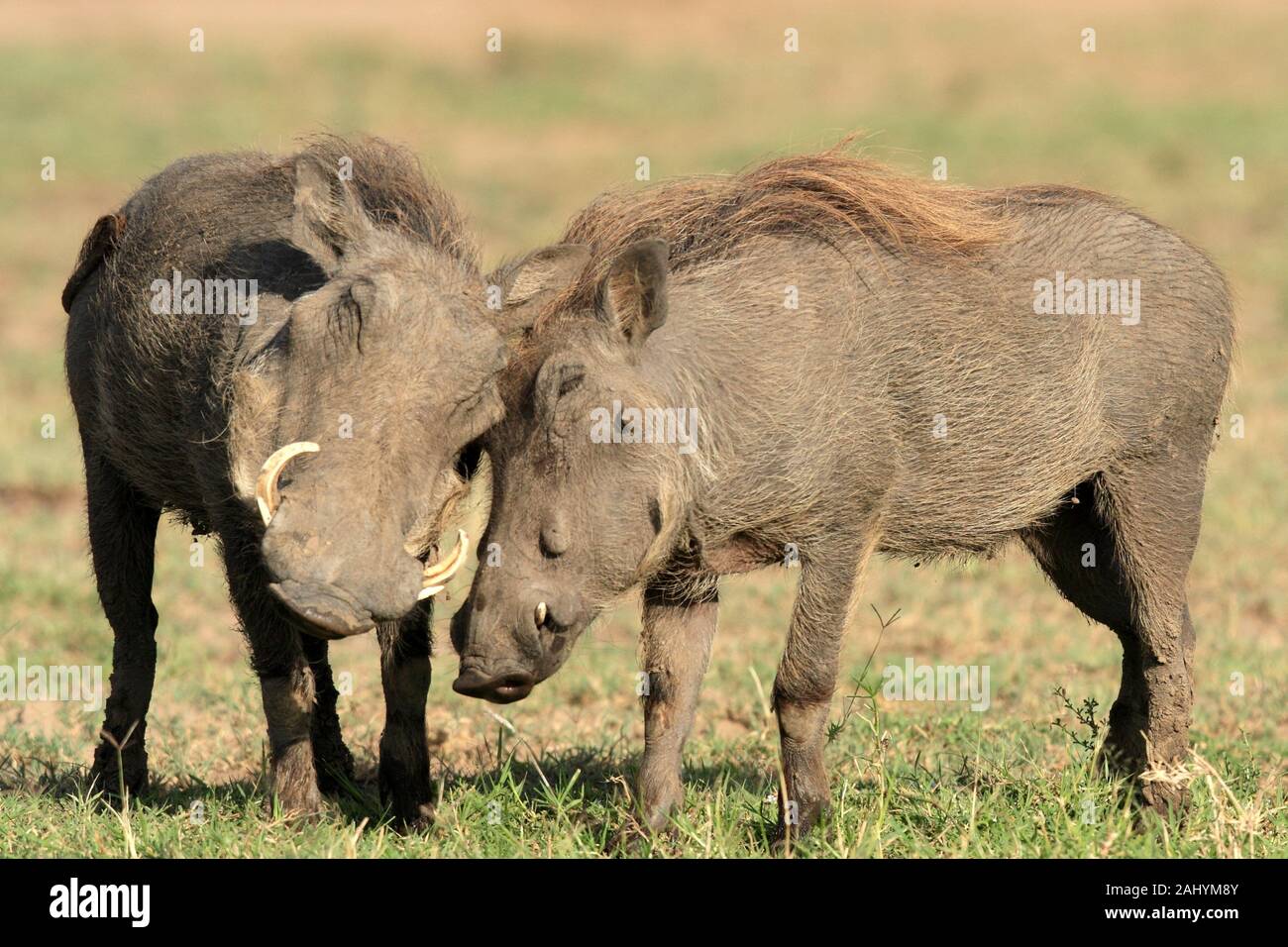 Common warthog at maasai mara national reserve hi-res stock photography ...