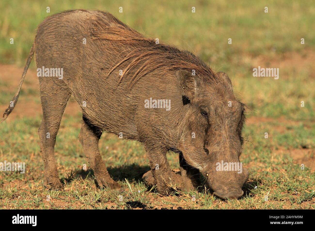 Common warthog at maasai mara national reserve hi-res stock photography ...