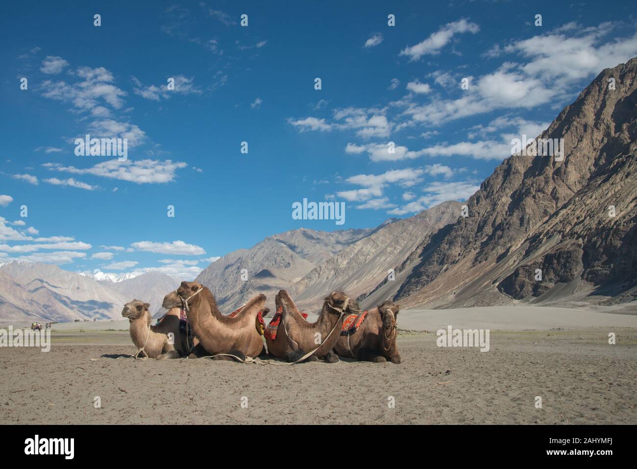 Bactrian Camel at Hunder sand dunes, Nubra Valley, Ladakh, India Stock ...