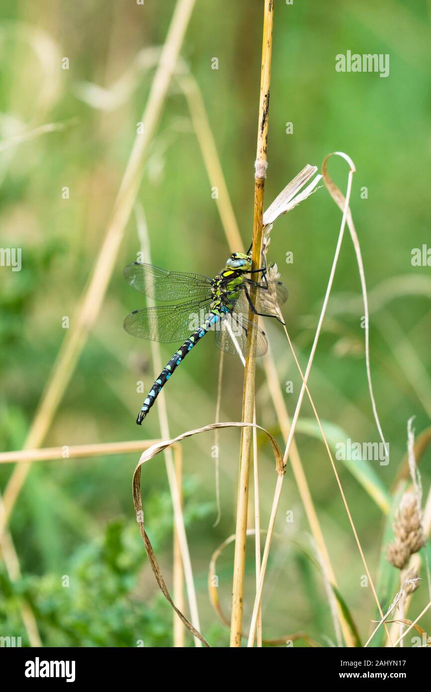British invertebrate hi-res stock photography and images - Alamy