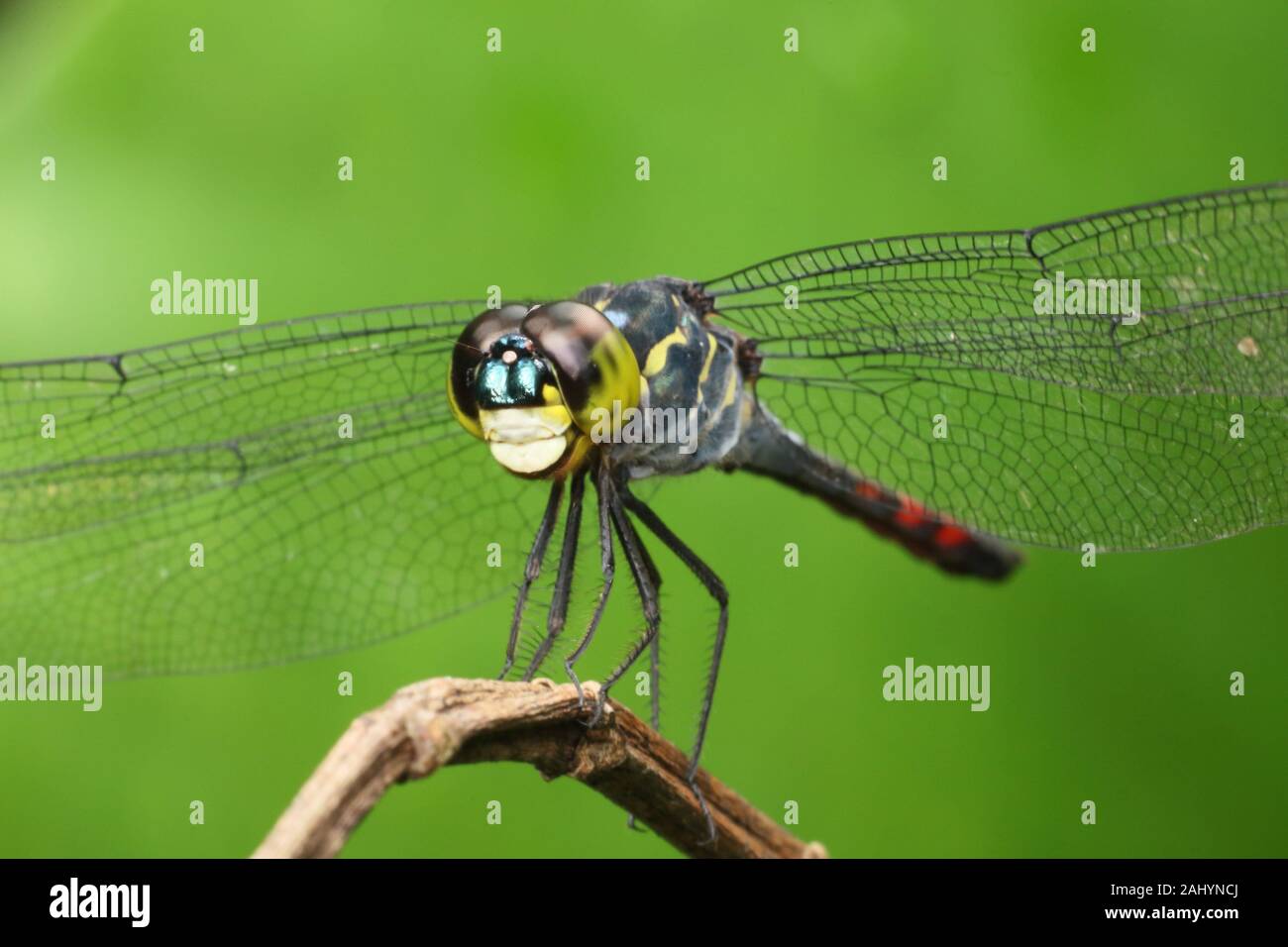 Dragonfly in nature hi-res stock photography and images - Alamy