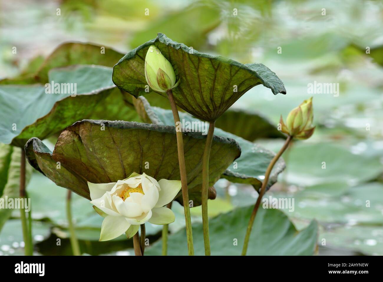 Nelumbo white lotus hi-res stock photography and images - Alamy