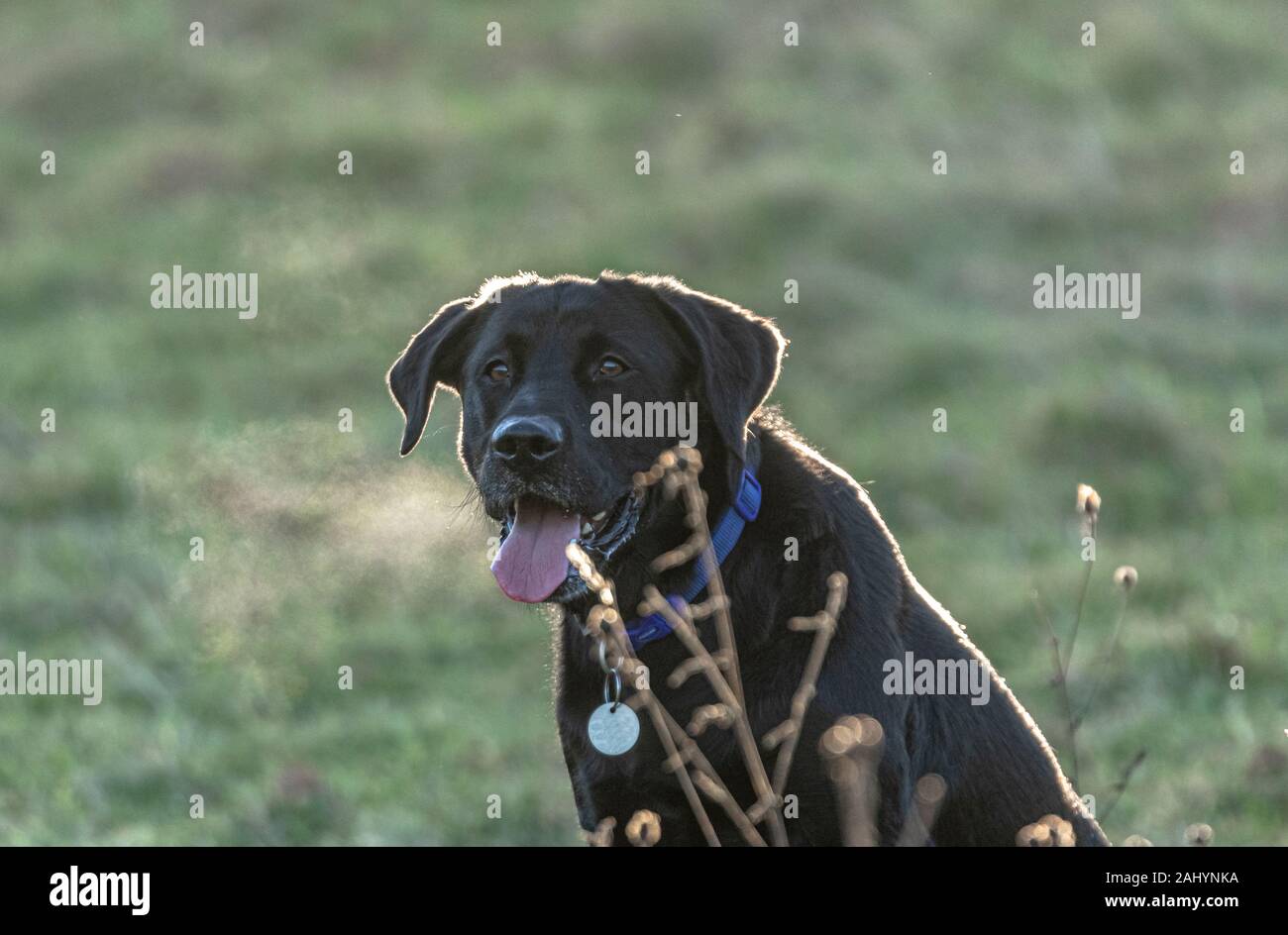 Dog breathing cold hi-res stock photography and images - Alamy