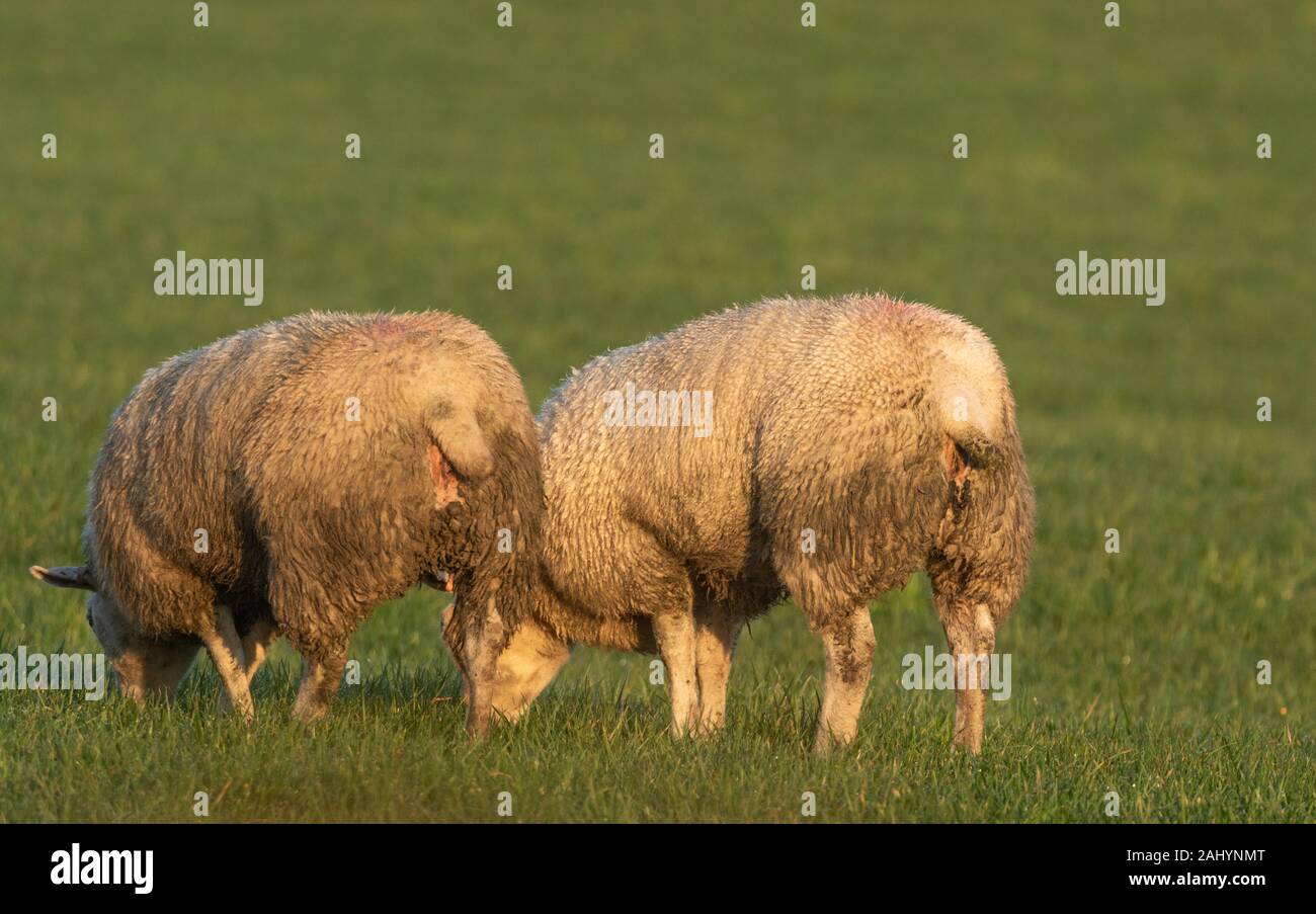 Sheep muddy field hi-res stock photography and images - Alamy