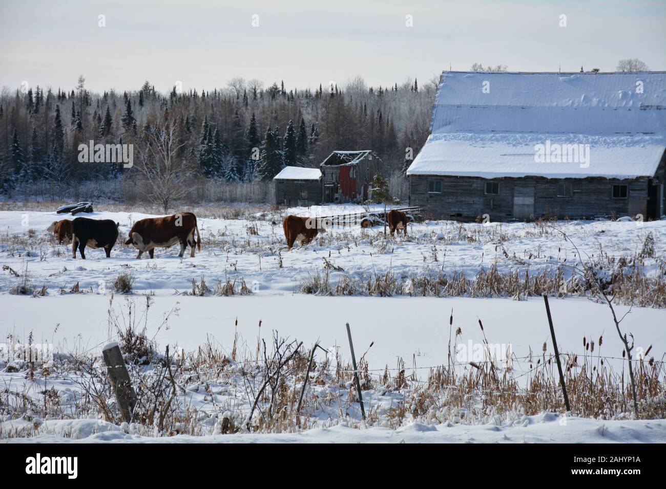 Ontario farms with old buildings in winter Stock Photo - Alamy