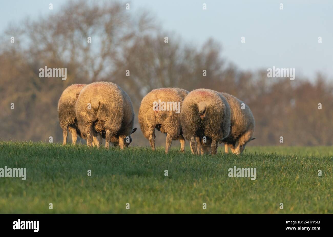 Sheep Rustling High Resolution Stock Photography and Images - Alamy