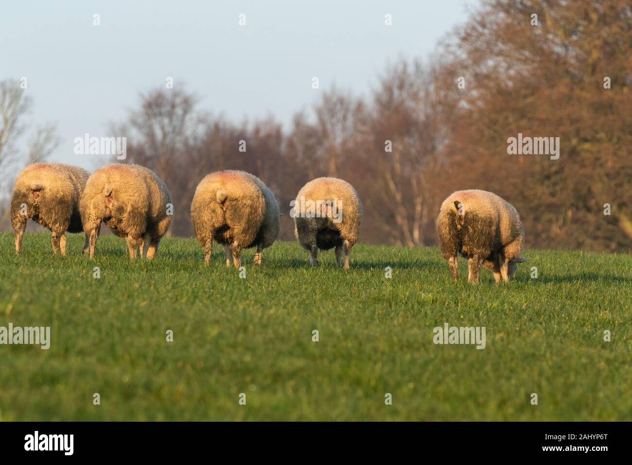 Sheep rustling hi-res stock photography and images - Alamy