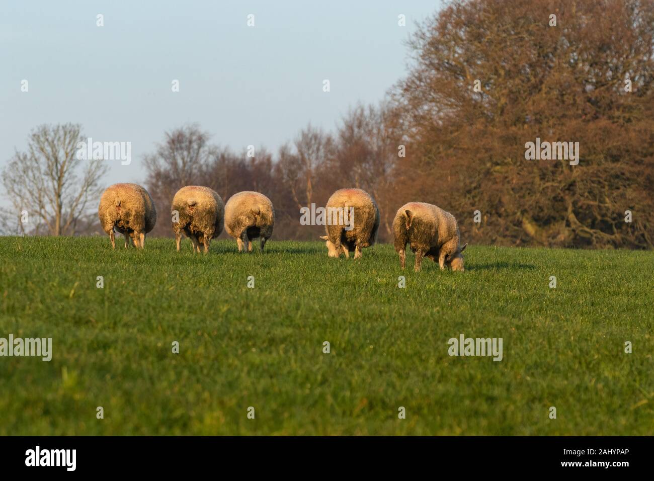 Sheep bottoms hi-res stock photography and images - Alamy