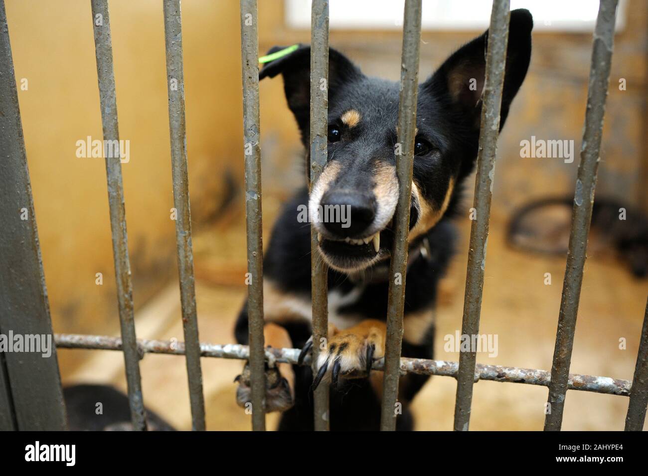 Animal abuse. Aggressive stray dog snarling, barking behind bars in the ...