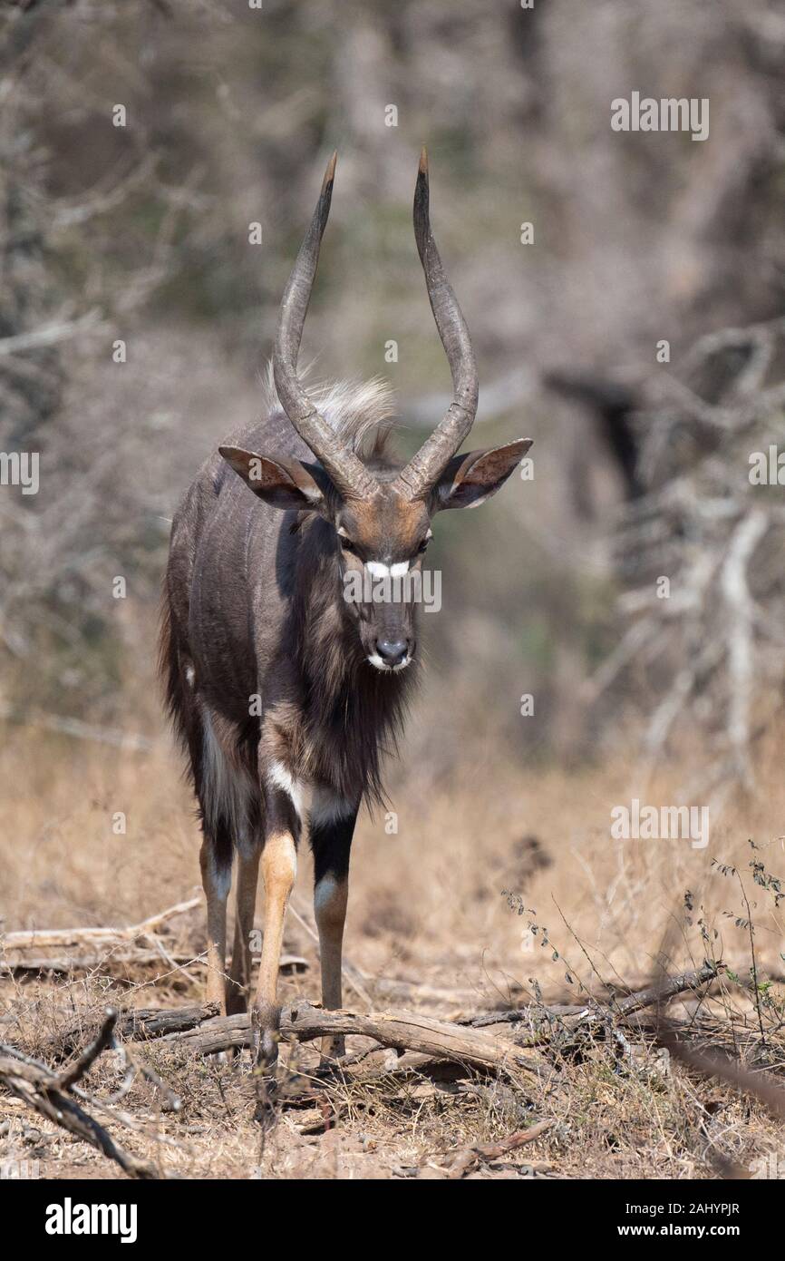 Nyala, Tragelaphus angasi, uMkhuze Game Reserve, South Africa Stock ...