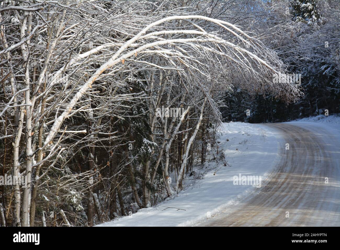 Bending trees hi-res stock photography and images - Alamy