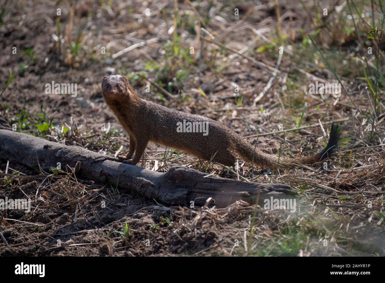 Slender Mongoose, Galerella sanguinea, uMkhuze Game Reserve, South ...