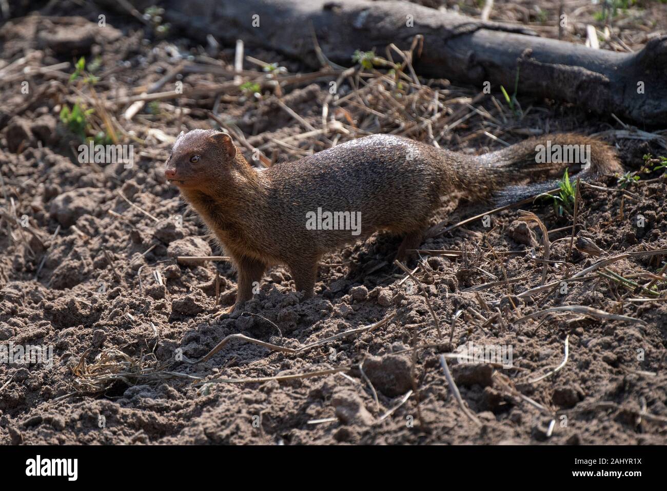 Slender Mongoose, Galerella sanguinea, uMkhuze Game Reserve, South ...